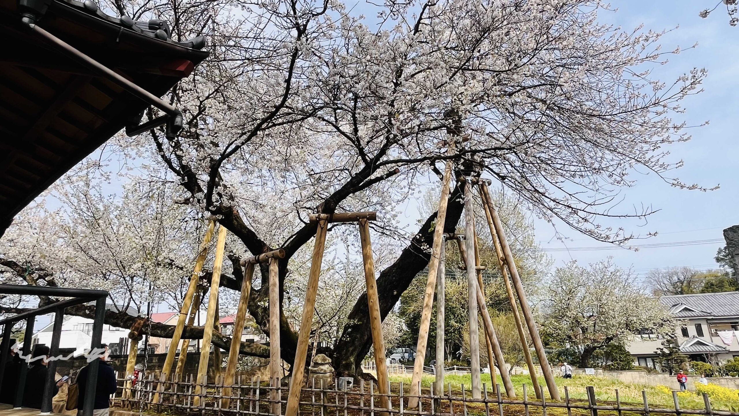 ラジオ体操 | LEGATOSHIPブログ